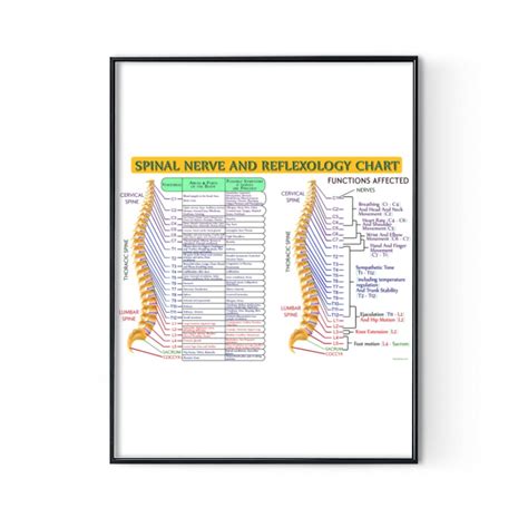Spinal Nerve And Reflexology Chart Premium Matte Vertical Poster