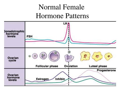 Ppt Aging And The Female Reproductive System Powerpoint Presentation