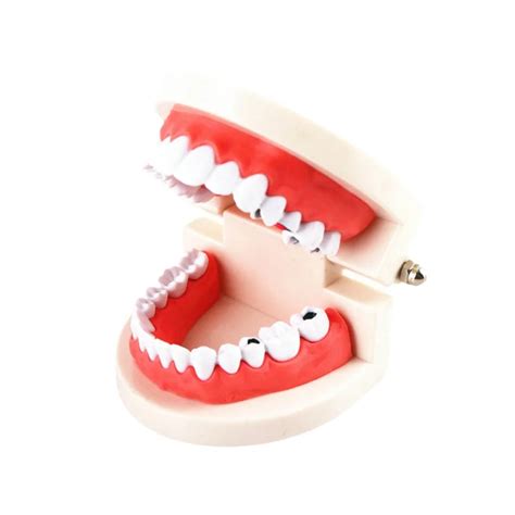 Educational Teeth Model Demonstration Denture Brushing Exercise Tooth
