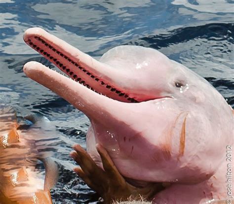 Dolphin Red The Pink Dolphin Boto Vermelho Boto Cor De Rosa River