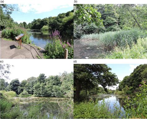 A View Across Blackford Pond With Interpretation Board By Path