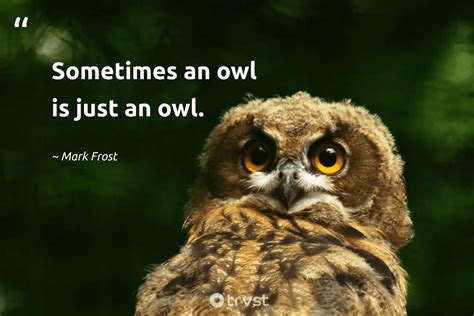 43 Owl Quotes Captions And Sayings To Make You Wiser