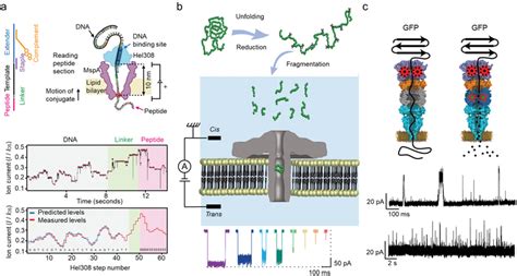 Protein Sequencing Based On A Nanopore A Schematic Of Peptide Download Scientific Diagram
