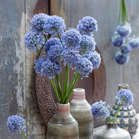 Allium Flower Arrangements