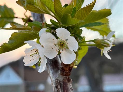 Compact Stella Cherry Tree — Roots To Fruits Nursery