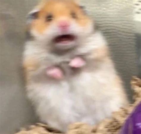 Pin On Mood Reaction Hamster Cute Hamsters Memes