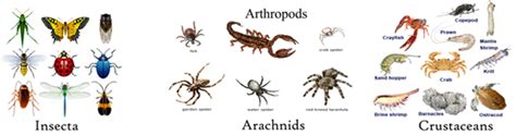 Arthropoda Gktoday