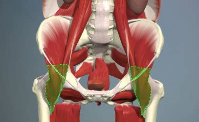 Understanding The Psoas Oregon Exercise Therapy