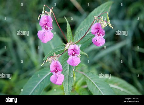Pink Flowers And Seeds Of Himalayan Balsam Impatiens Glandulifera
