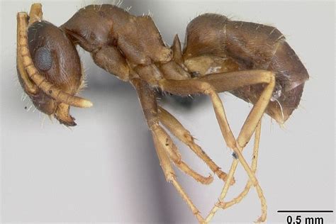 To Prevent Spreading Infections Ants Sacrifice Their Sick Peers