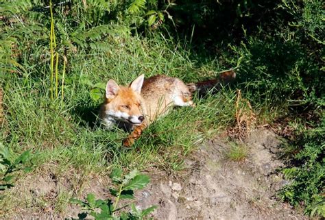 Premium Photo Female Fox Sunbathing In The Grass