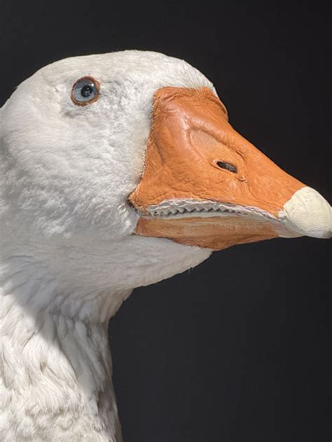 Opgezette Kop Van Een Gans Beast Interiors