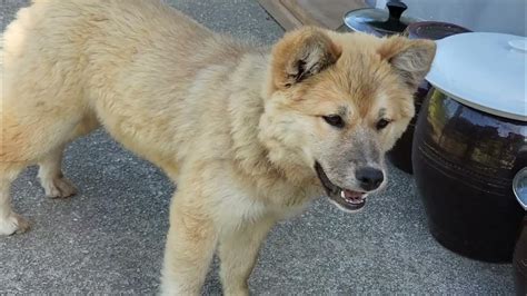 누나강아지가 놀아 주는건지 괴롭히는건지~만만치 않은 아기 강아지들~ Youtube