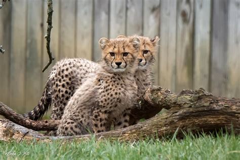 Cheetah Cubs Rcheetah