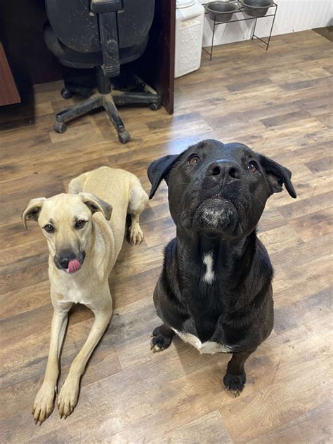 Springfield Workshop Foundation Springfield Mo