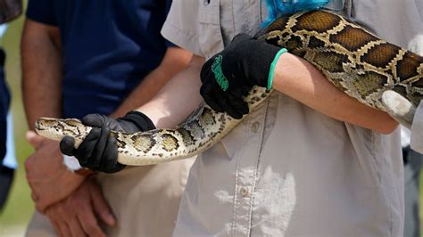 Burmese Pythons Killed Off Much Of The Wildlife In The Everglades Here