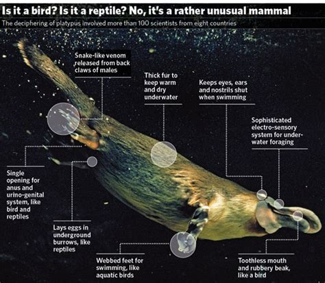 Platypus Anatomy Watergum