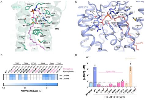 Figure 2 From Structural Basis For Ligand Recognition And Signaling Of The