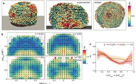 3d Spatial Variation In Cell Orientations And Ordering In Dome Shaped Download Scientific