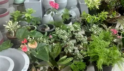 රෝහිනී විසිතුරු මල් හා පෝච්චි Battaramulla