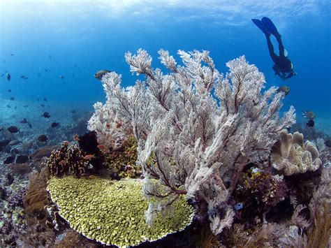 Zeichnungen Von Korallenriffen Im Meer Inventur Im Riff Nabu