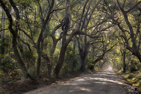 Passing Through South Carolina Timm Chapman Photography Passing Through South Carolina Timm Chapman Photography