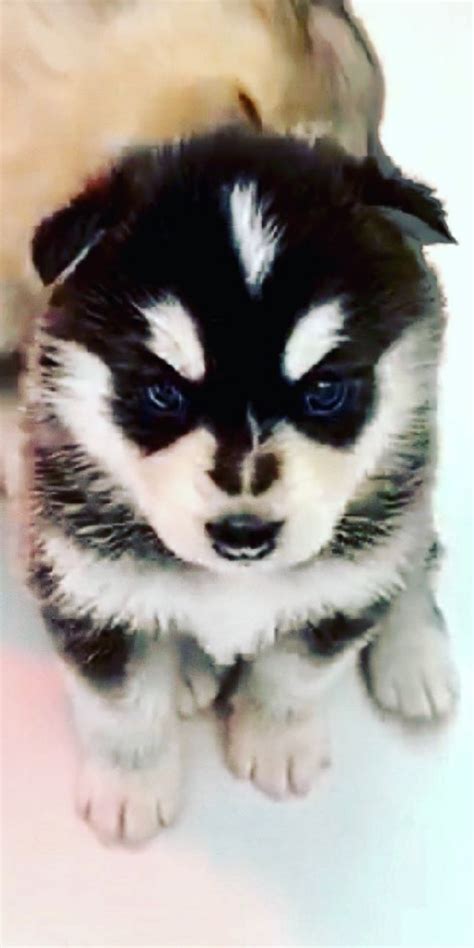 Cute Pomsky Dog Breed Facts You Should Know About Pomsky Pomsky Dog