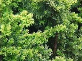 Plantfiles Pictures Florida Yew Taxus Floridana By Zsnp