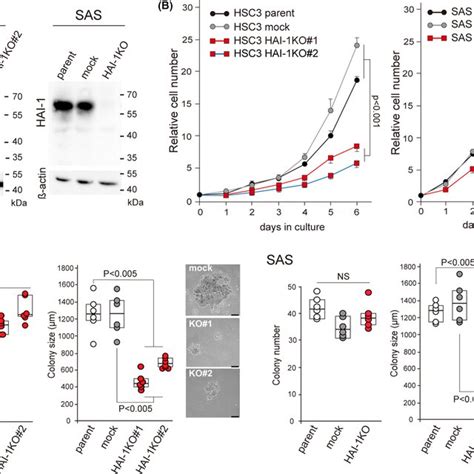 Effects Of Hepatocyte Growth Factor Activator Inhibitor Type‐1 Hai‐1 Download Scientific