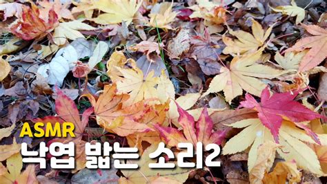 낙엽 밟는 소리2 평지 Asmr Youtube