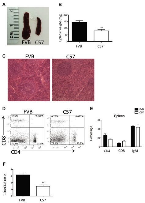 Diverging In Vitro Antibody Isotype Switching Preference In B