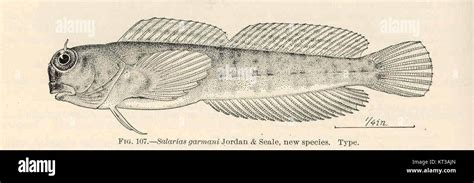 Salarias Garmani Identified By Jordan And Seale Is A New Species Of