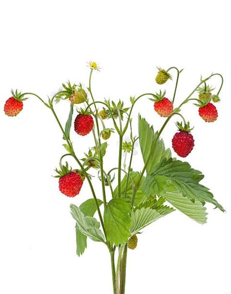 Pin On Good Eats Strawberries Andyum🍓 Wild Strawberries Good Eats
