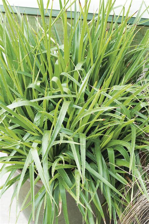 Luzula Sylvatica Decograsses