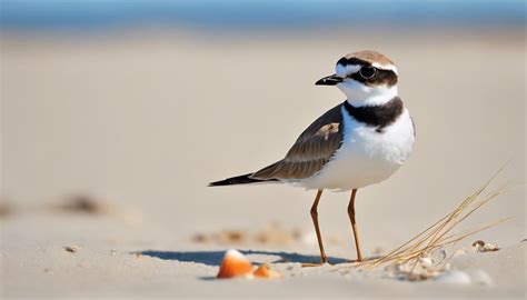 Top 15 Types Of Beach Birds With Pictures Fly Aviary