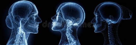 Detailed Abstract 3d Representation Of Facial Curves And Bone Structure