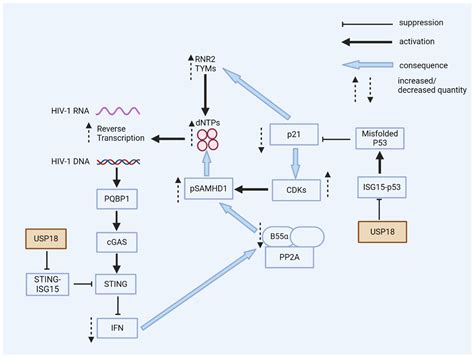 The Isg15 Protease Usp18 Is A Pleiotropic Enhancer Of Hiv 1 Replication