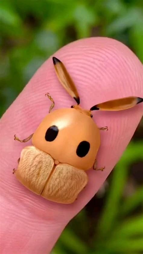 Pin By Evelyn H On Insects Unusual Animals Pretty Animals Scary Animals