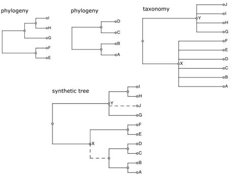 Role Of Taxonomy In Assembly Of The Open Tree Of Life Synthetic
