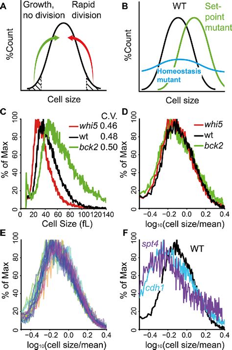 figure 1 from differential scaling of gene expression with cell size may explain size control in