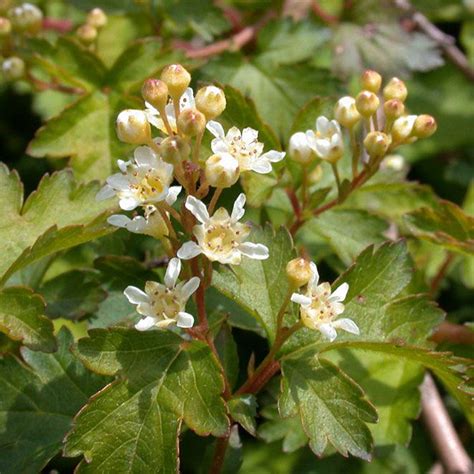 Stephanandra Incisa Crispa Houtmeyers Plantencentrum En