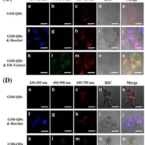 Fluorescence And Absorption Spectra Of Cdsetecds Qds In Chloroform