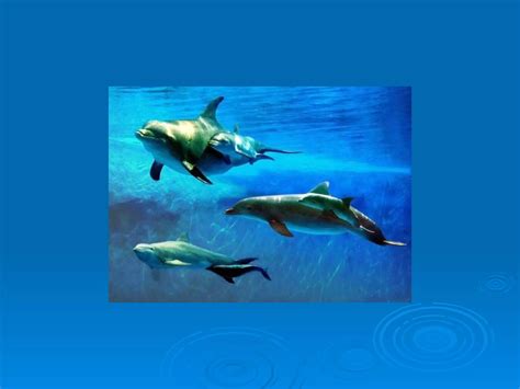 Els Dofins Encara Més Complet Ppt