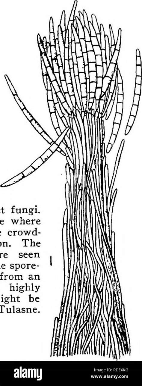 Imperfect Fungi Diagram