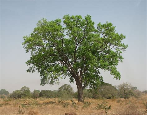 Caribbean Mahogany Tree