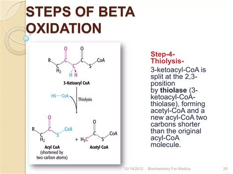 Fatty Acid Oxidation Pptx