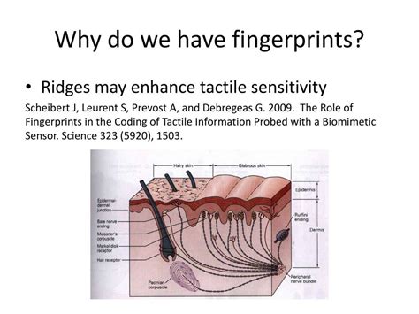 Ppt Fingerprints Powerpoint Presentation Free Download Id2280693