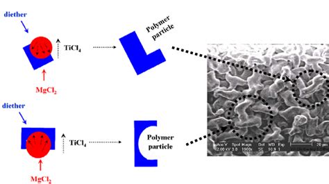 12 A Tentative Schematic Representation For The Polypropylene