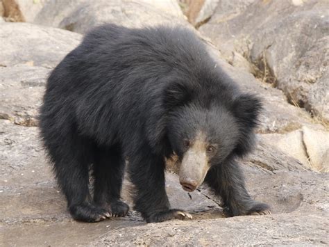 Sloth Bear Attacks Man In India Moon 10