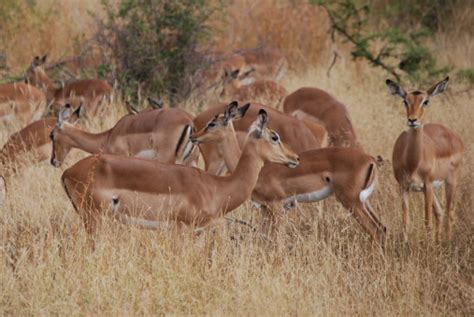 Free Images Prairie Wildlife Africa Mammal National Park Fauna